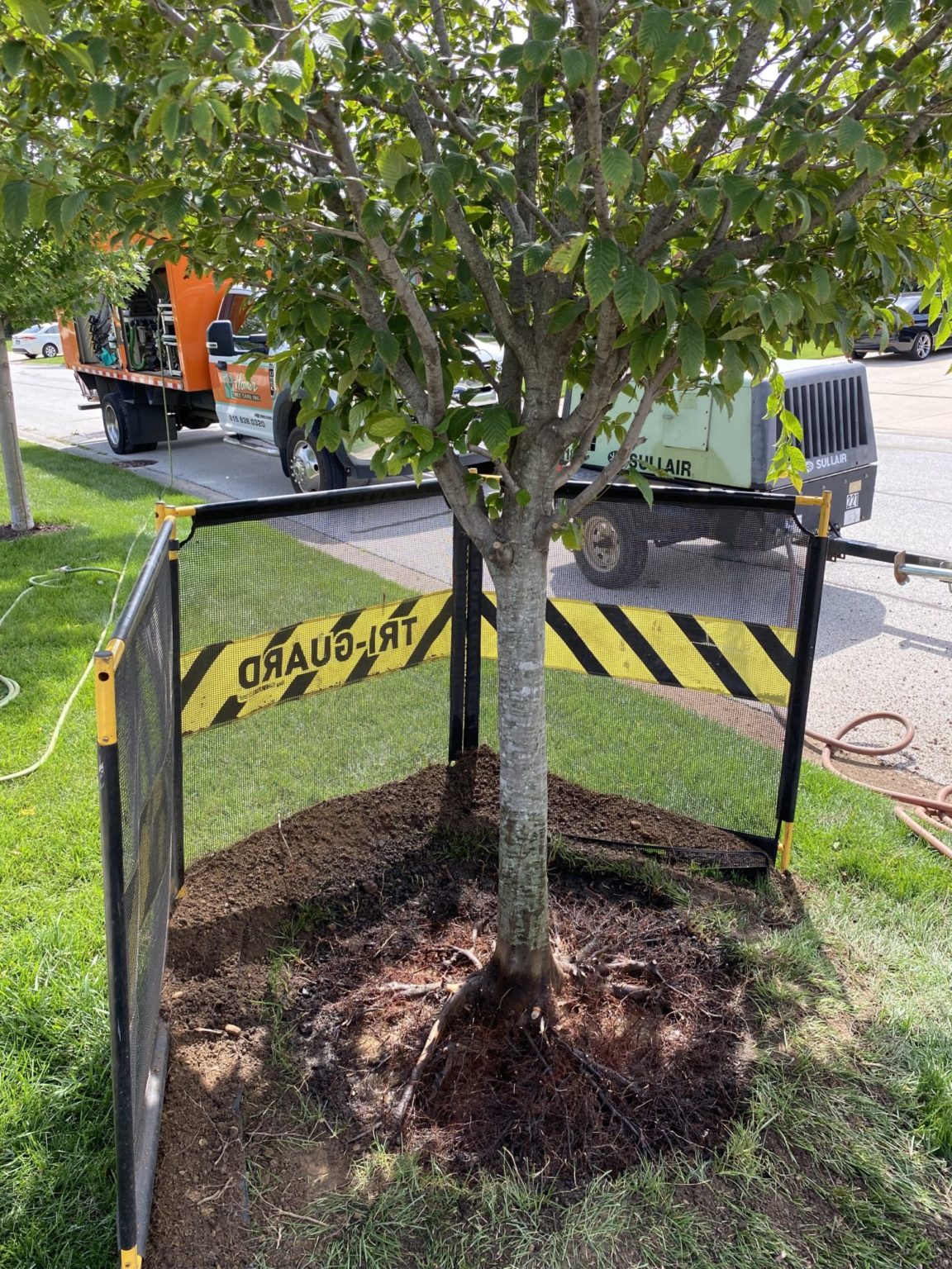 Tree Care | Tree Services | Tree Removal | Homer Tree