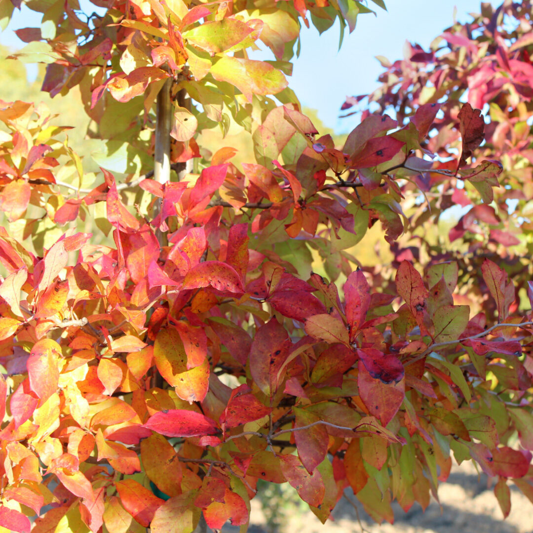 The Best Fall Color in Our Urban Trees - Homer Companies