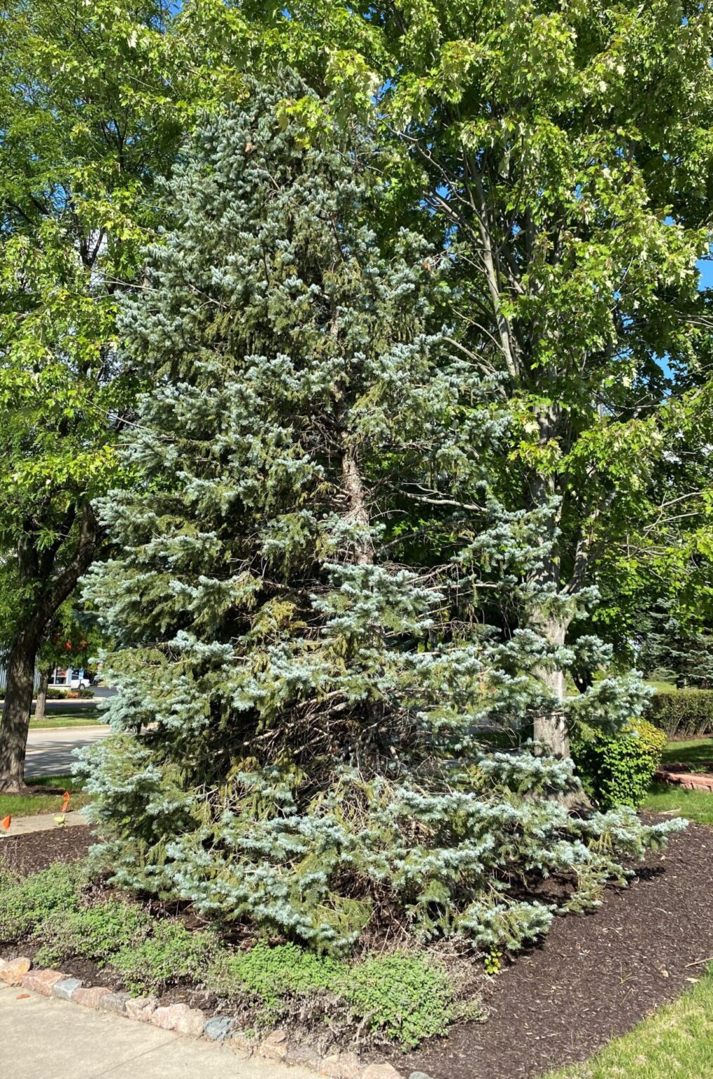 Battling Blue Spruce Diseases - Homer Companies