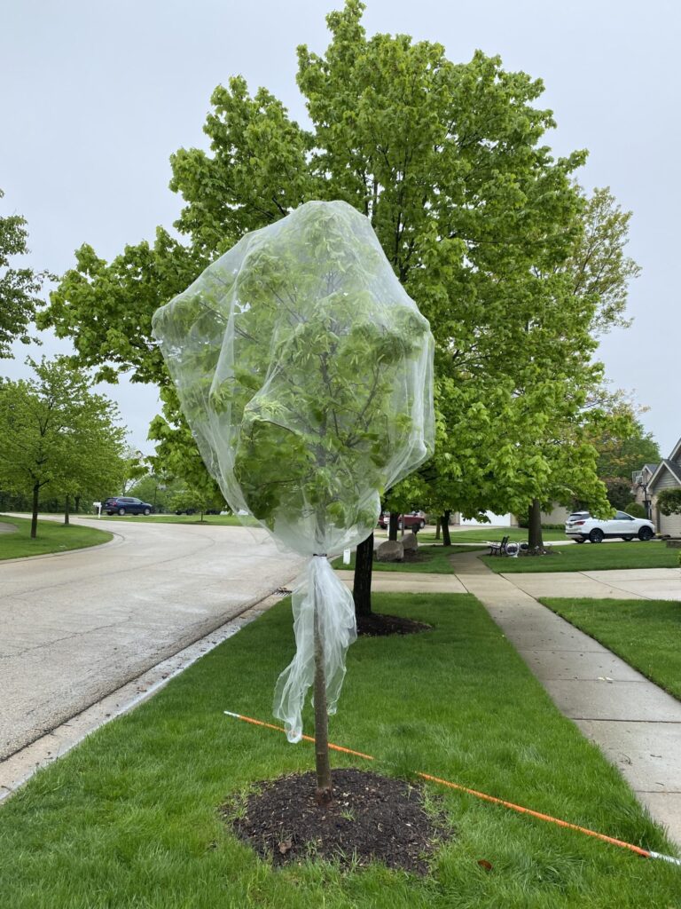 Illinois 2024 Cicada Extravaganza - Homer Companies