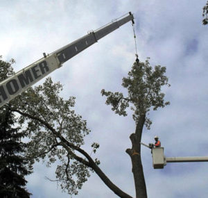 Tree Care | Tree Services | Tree Removal | Homer Tree