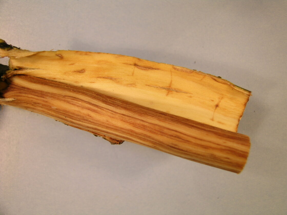 Pruning the Way to Healthy Oaks and Elms - Homer Companies