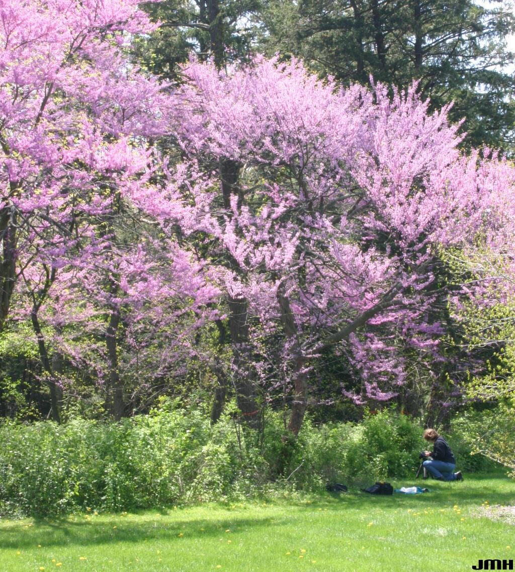 Illinois Trees aka Habitat Heroes - Homer Companies