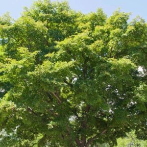 The Best Time to Prune Trees: Spring vs. Summer – Guidelines for Different Tree Species - Homer ...