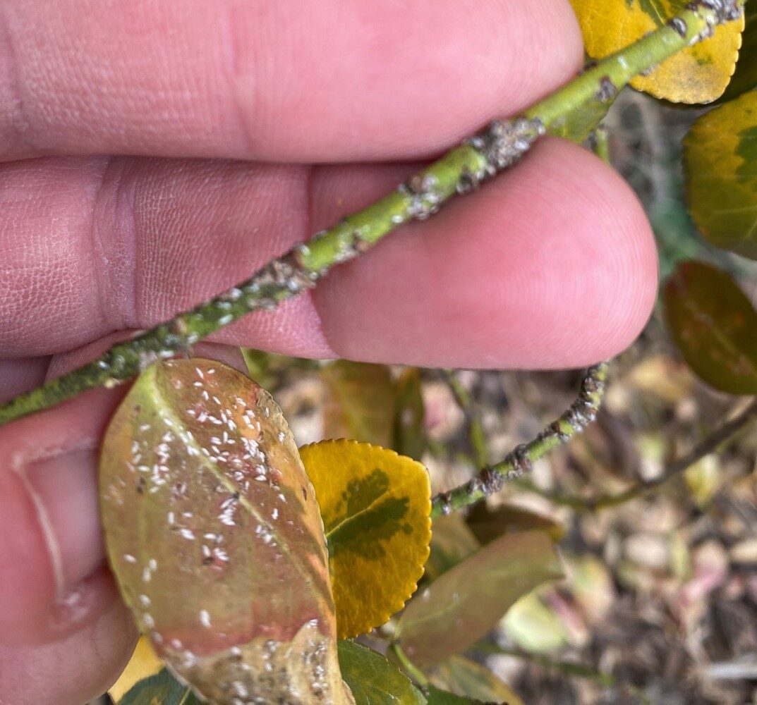 Disease Spotlight: Euonymus Scale and Burning Bush Scale - Homer Companies