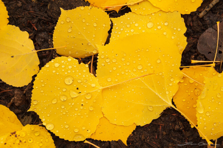 The Science Behind Fall Colors - Homer Companies