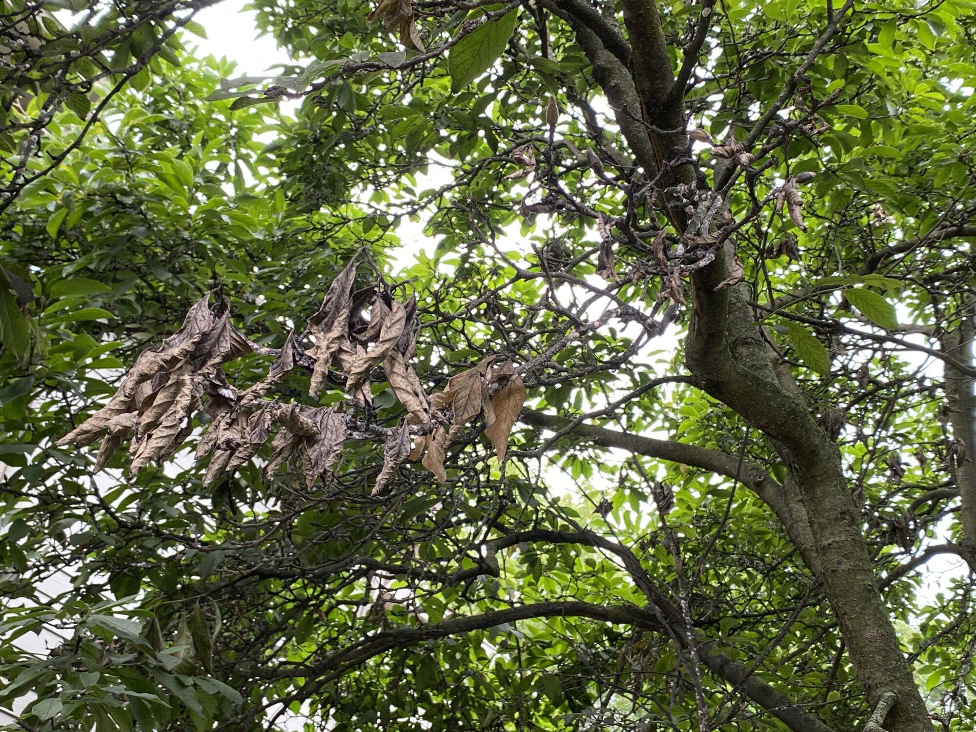 Disease Spotlight: Magnolia Scale - Homer Companies