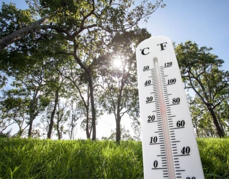 Understanding Heat Stress on Trees - Homer Companies