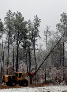 Land Clearing & Tree Removal Services | Homer Tree