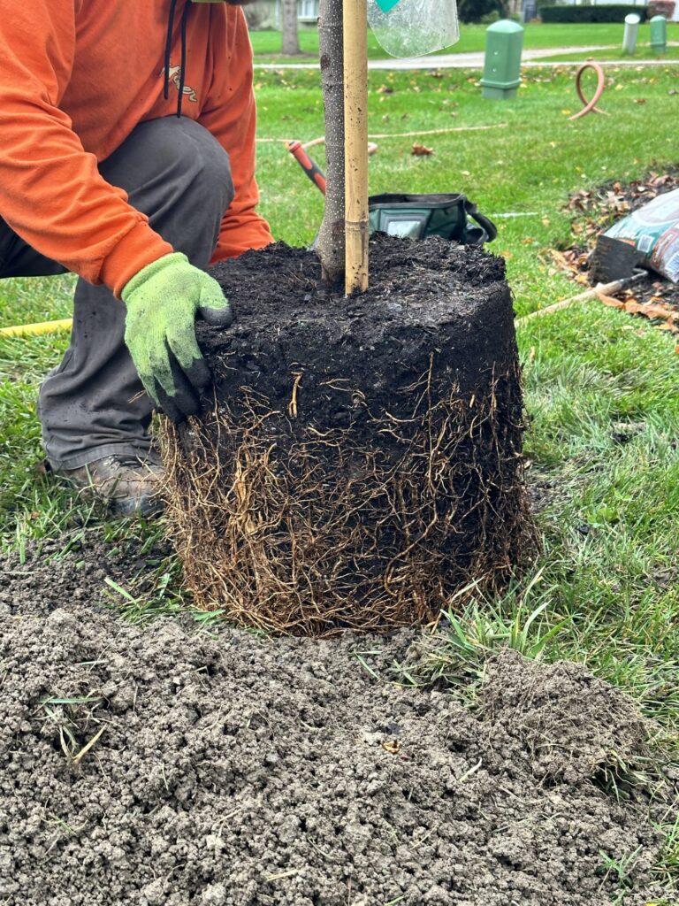 Grow Bags: The Root Revolution in Tree Transplanting - Homer Companies