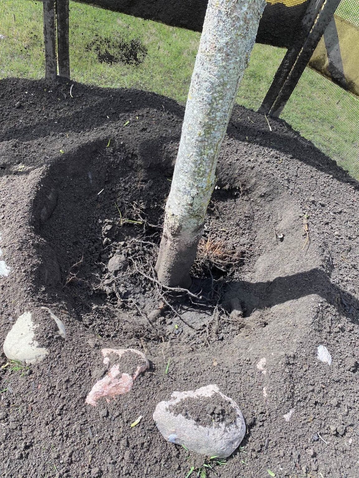 Unearthing the Hidden Threat: Root Collar Disorders - Homer Companies