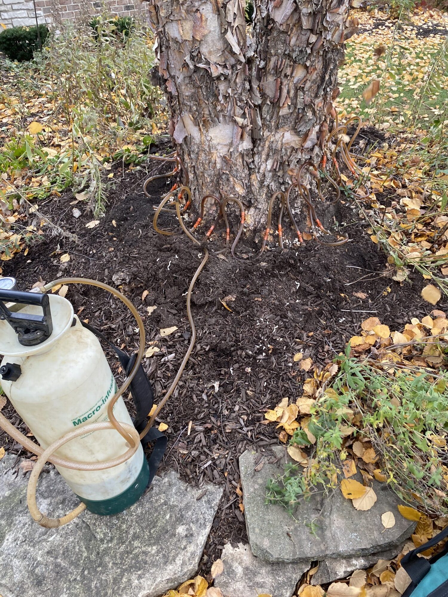 5 Ways to Keep Your Trees Healthy in 2025 - Homer Companies