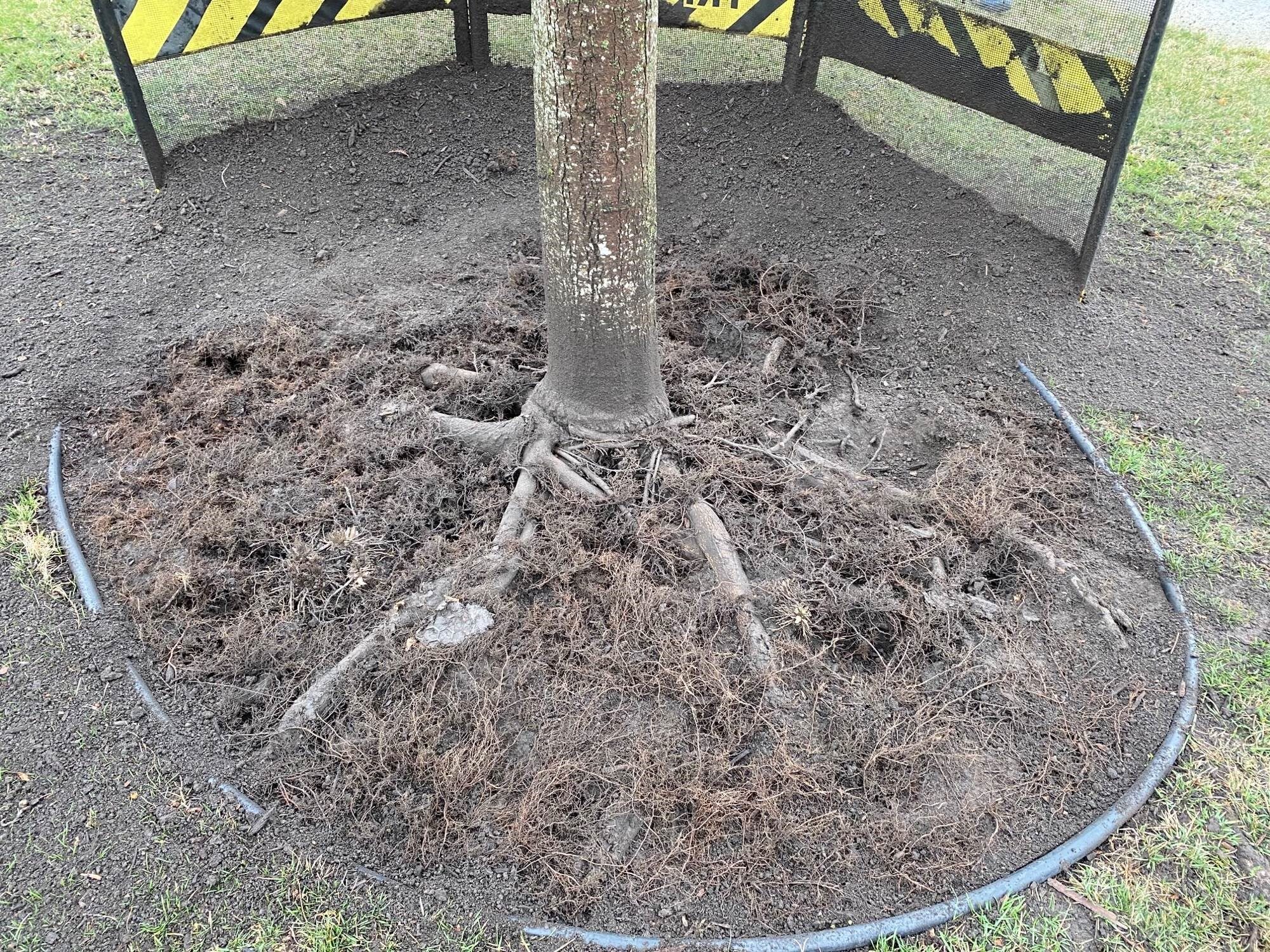 Unearthing the Hidden Threat: Root Collar Disorders - Homer Companies