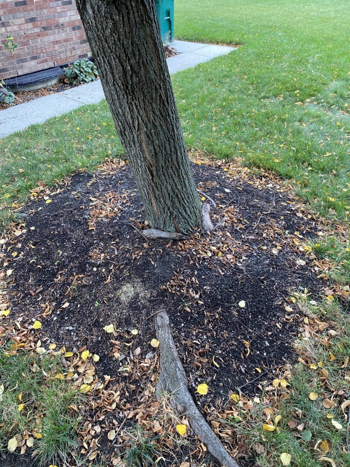 Unearthing the Hidden Threat: Root Collar Disorders - Homer Companies