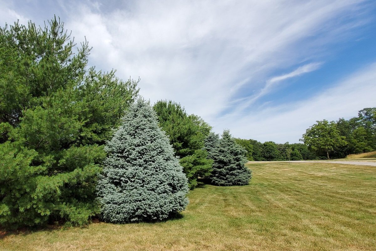 The Best Time to Prune Trees: Spring vs. Summer – Guidelines for Different Tree Species - Homer ...
