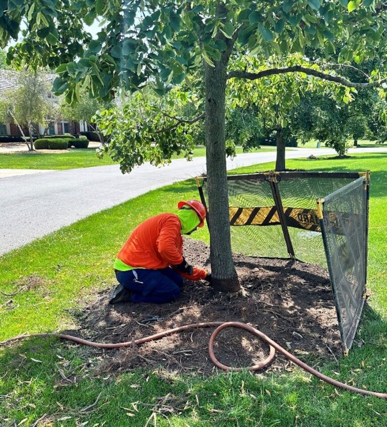 5 Ways to Keep Your Trees Healthy in 2025 - Homer Companies