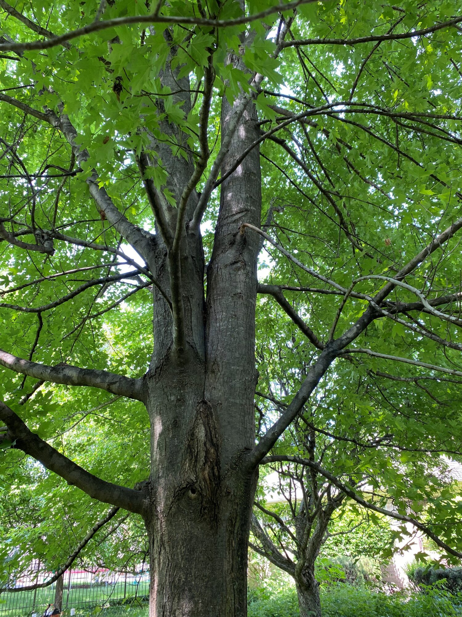 Shaping a Sustainable Future for Shade Trees - Homer Companies