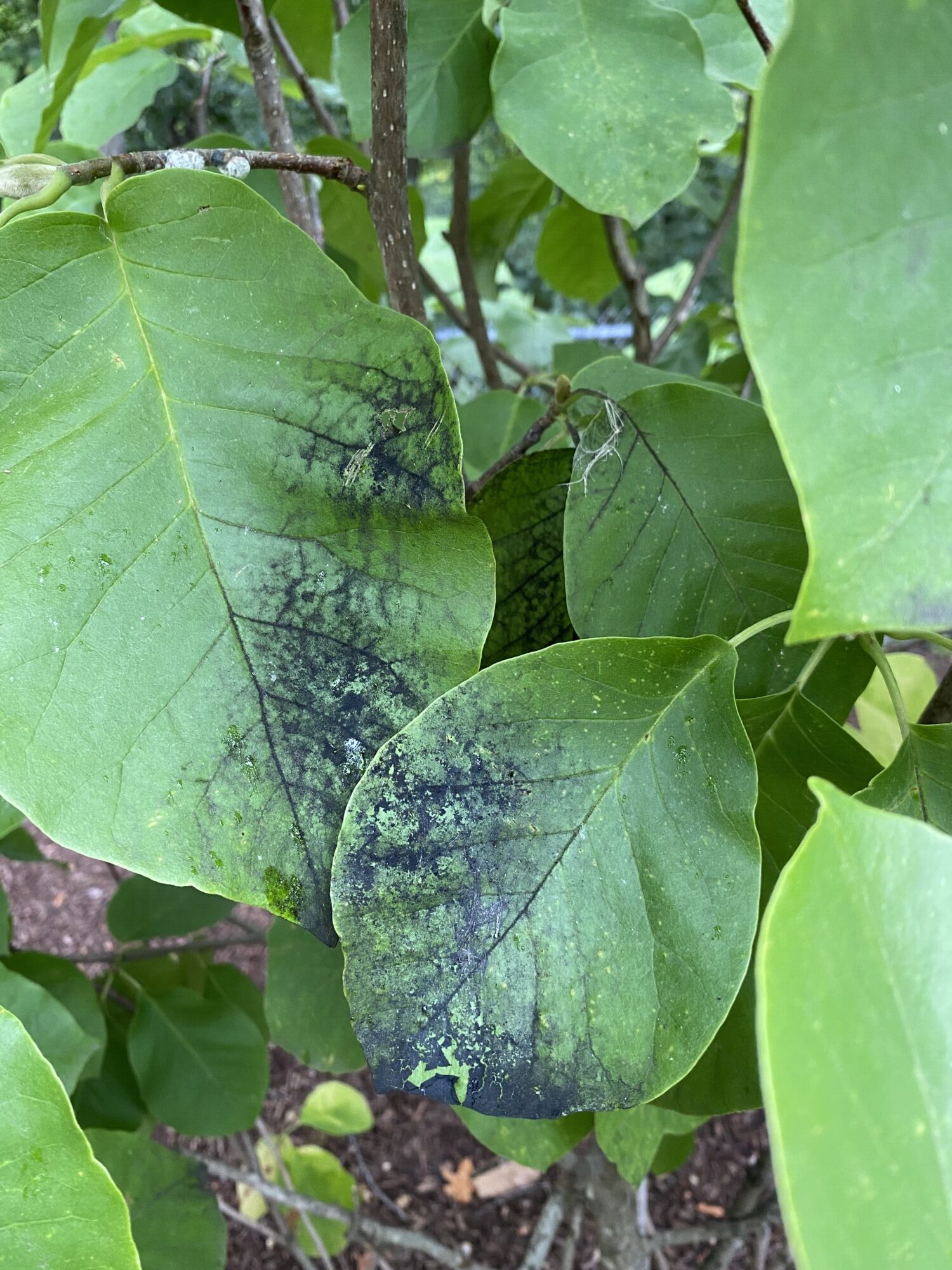 Disease Spotlight: Magnolia Scale - Homer Companies