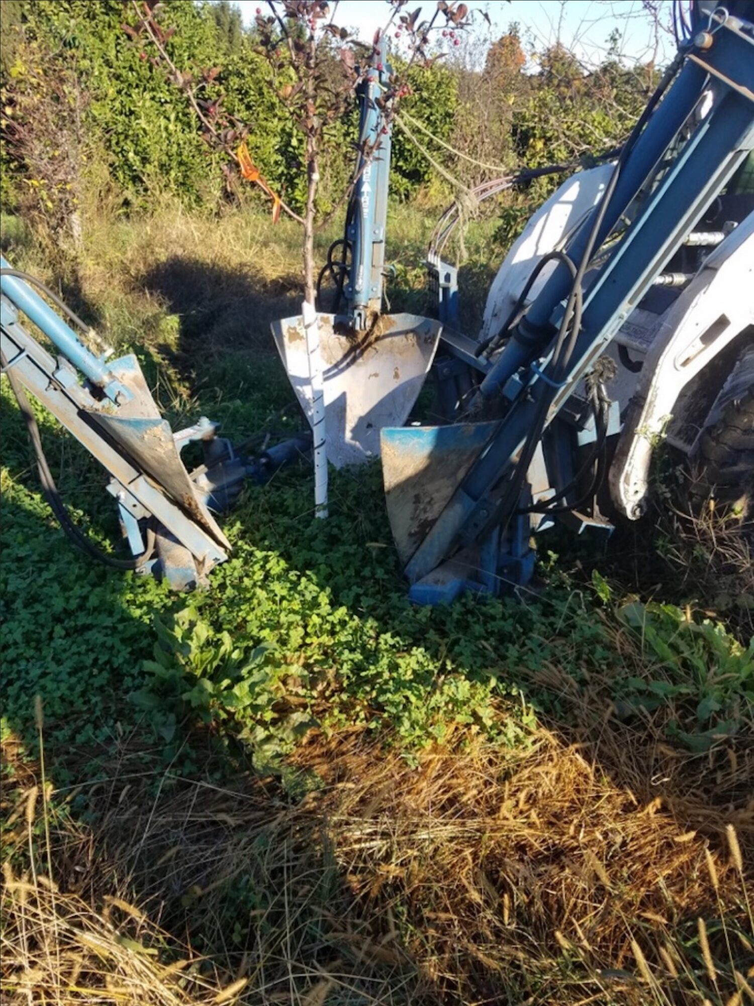 Traditional Tree Planting: Ball and Burlap - Homer Companies