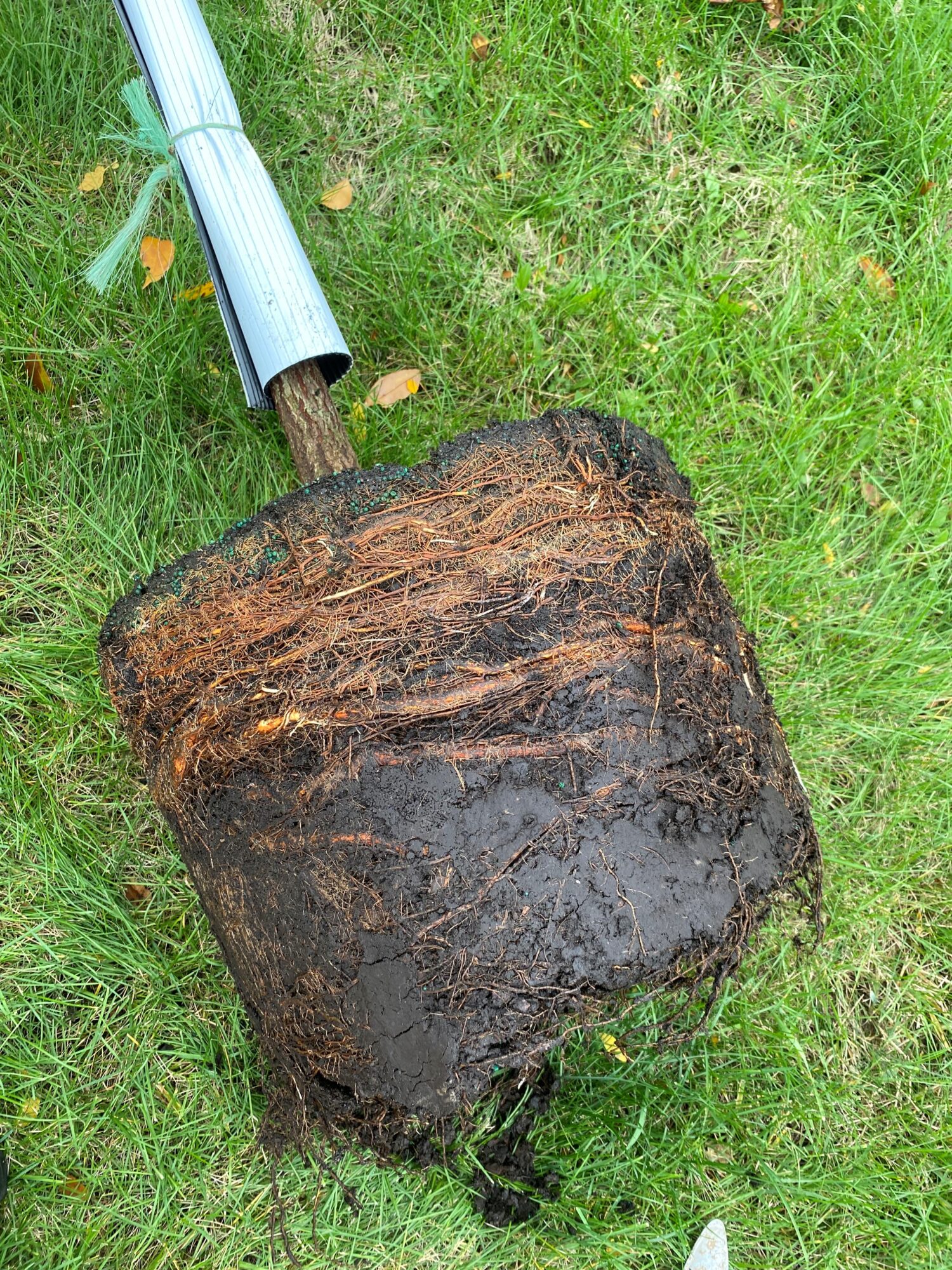 Grow Bags: The Root Revolution in Tree Transplanting - Homer Companies