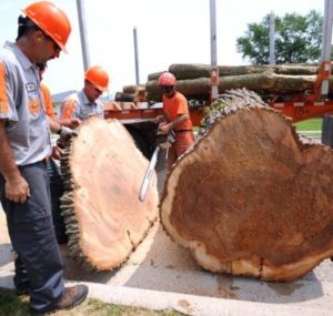 Tree Care | Tree Services | Tree Removal | Homer Tree