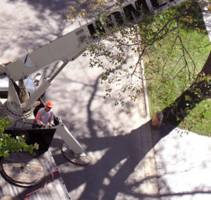 Tree Care | Tree Services | Tree Removal | Homer Tree