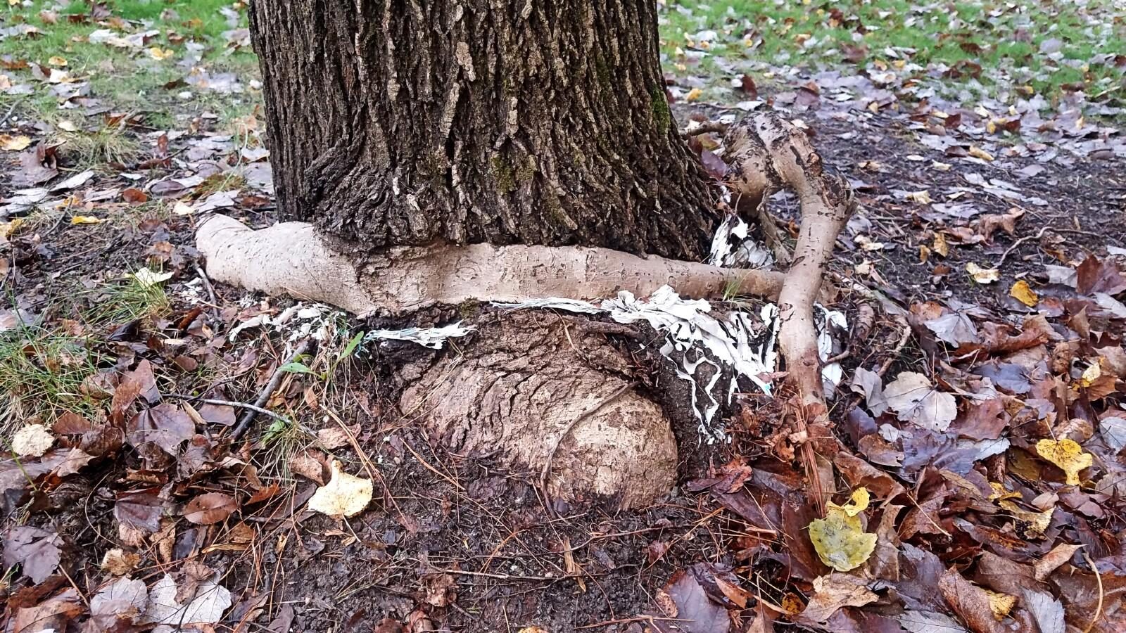 Tree Care Tips & Industry News | Homer Tree Blog Articles