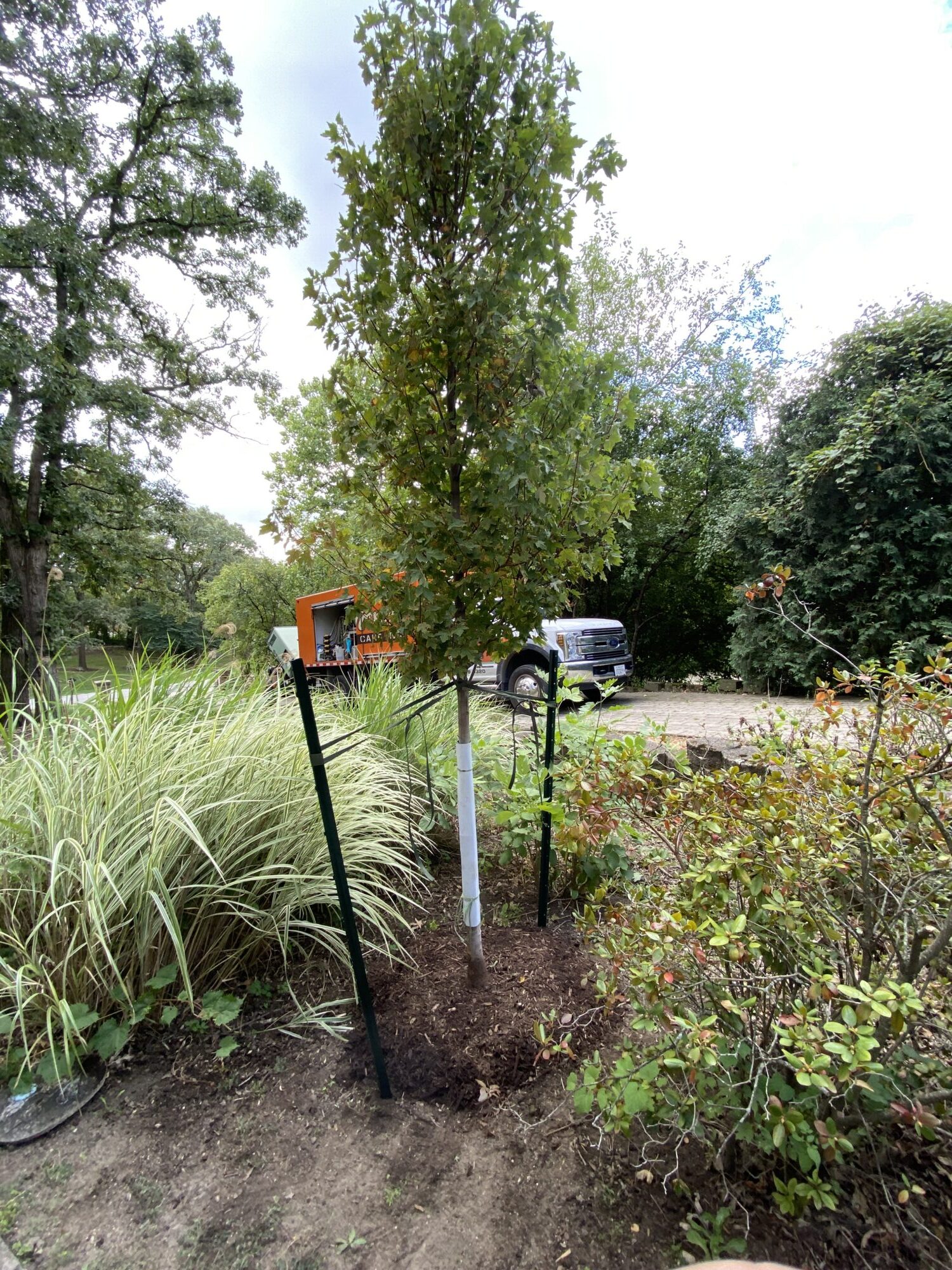 Spring Tree Care Checklist - Homer Companies