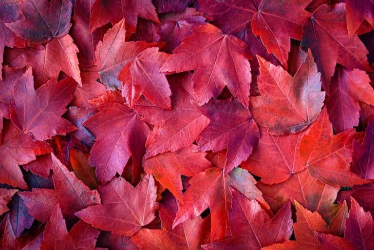 The Science Behind Fall Colors - Homer Companies