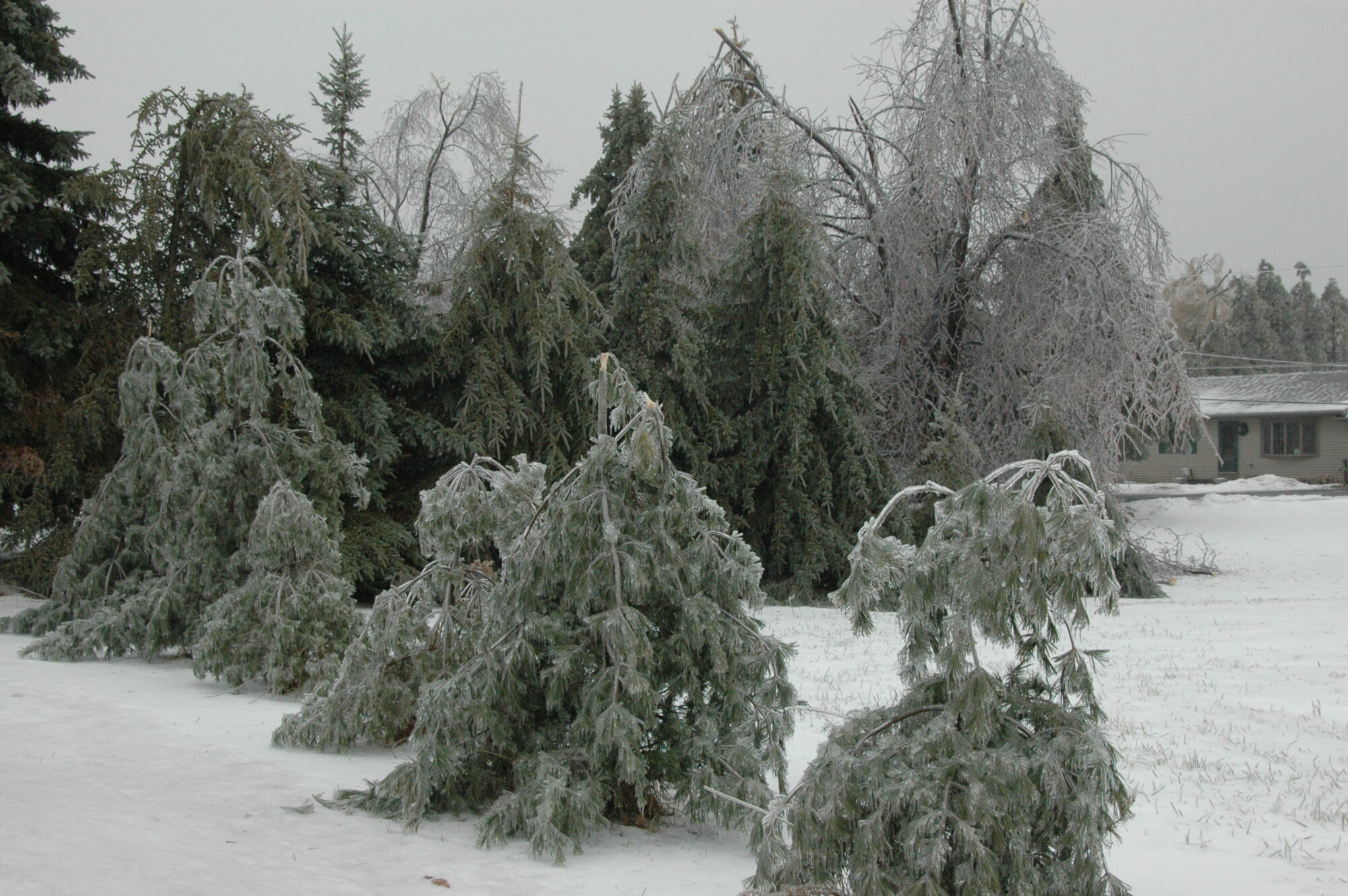 Winter Tree Care: Pruning for Prevention and Restoration - Homer Companies